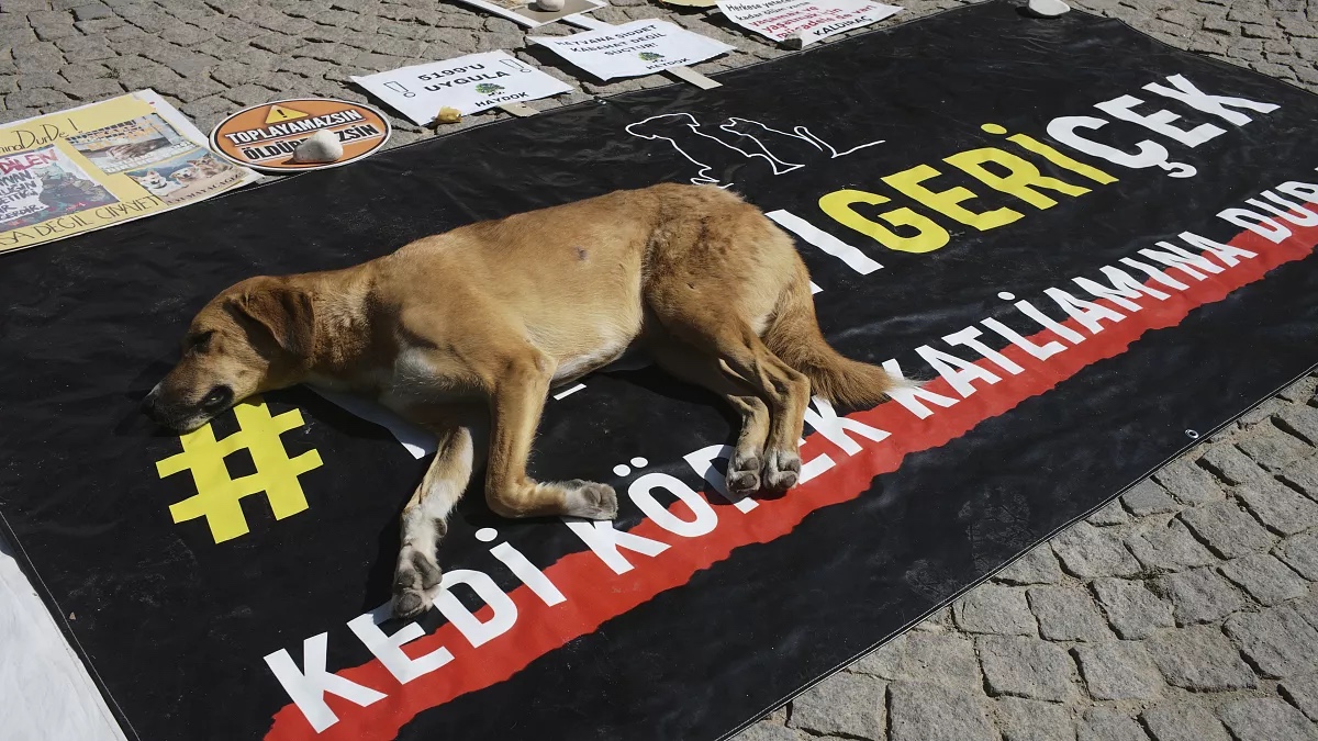 The Fight for Animal Liberation in Turkey - Internationalist Standpoint